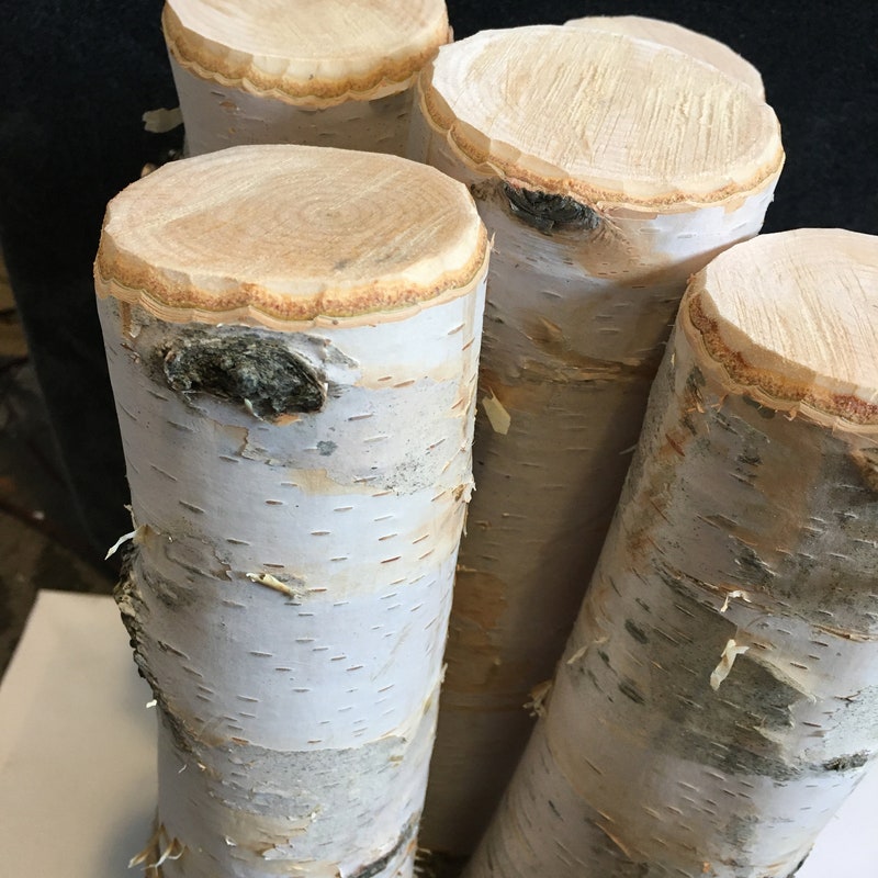 White Birch Logs - Etsy