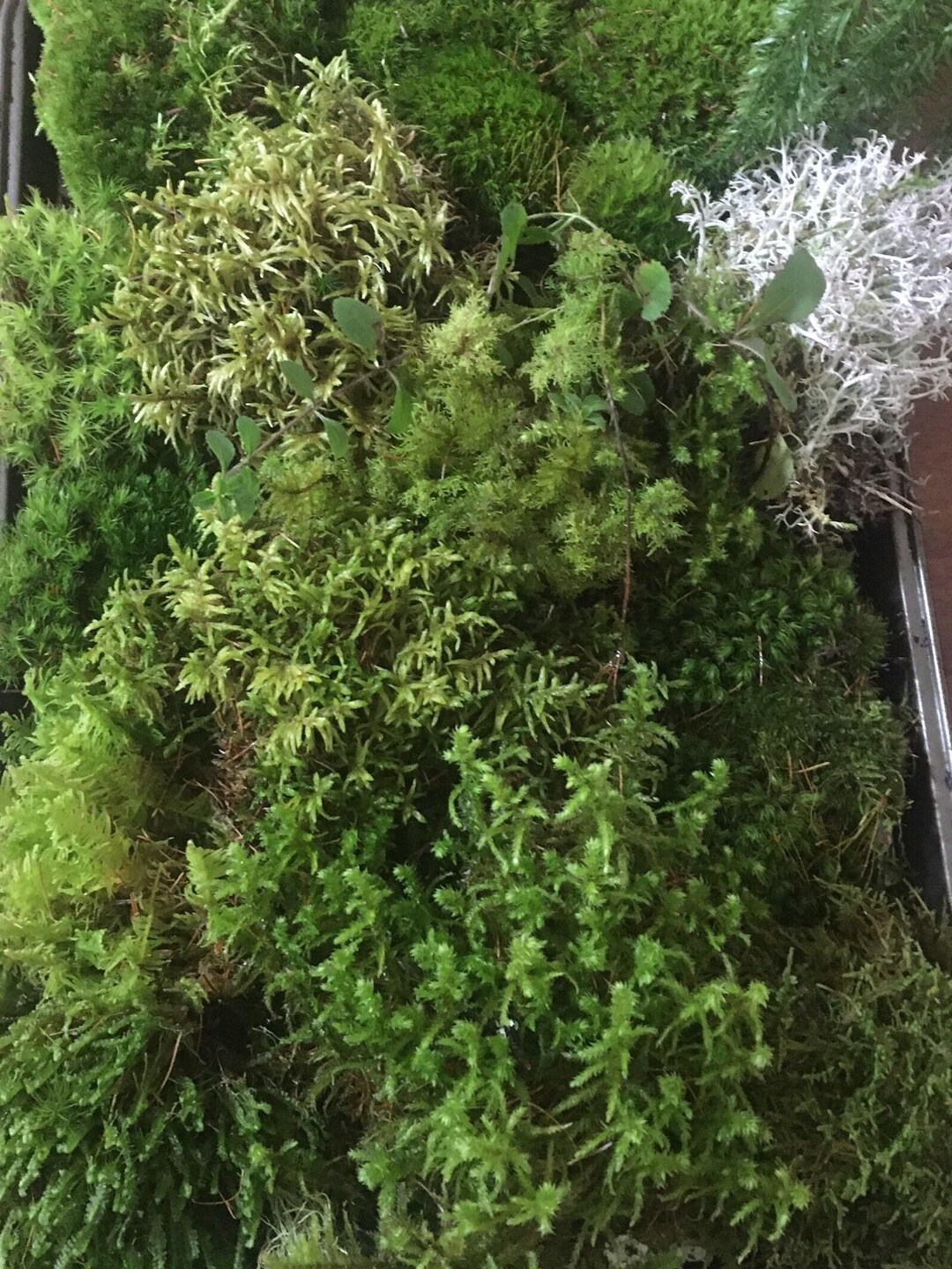 Terrarium Moss, Live Moss and Lichen for Your Terrarium Creation. Fresh ...
