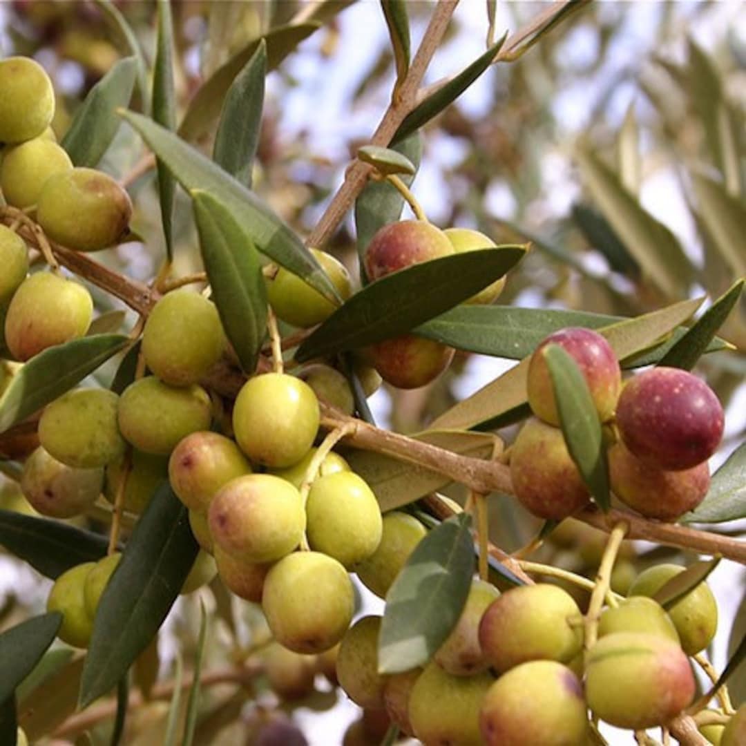 Arbequina Olive Tree 2-3 Year Old 2-3 Ft Potted 3 Year - Etsy