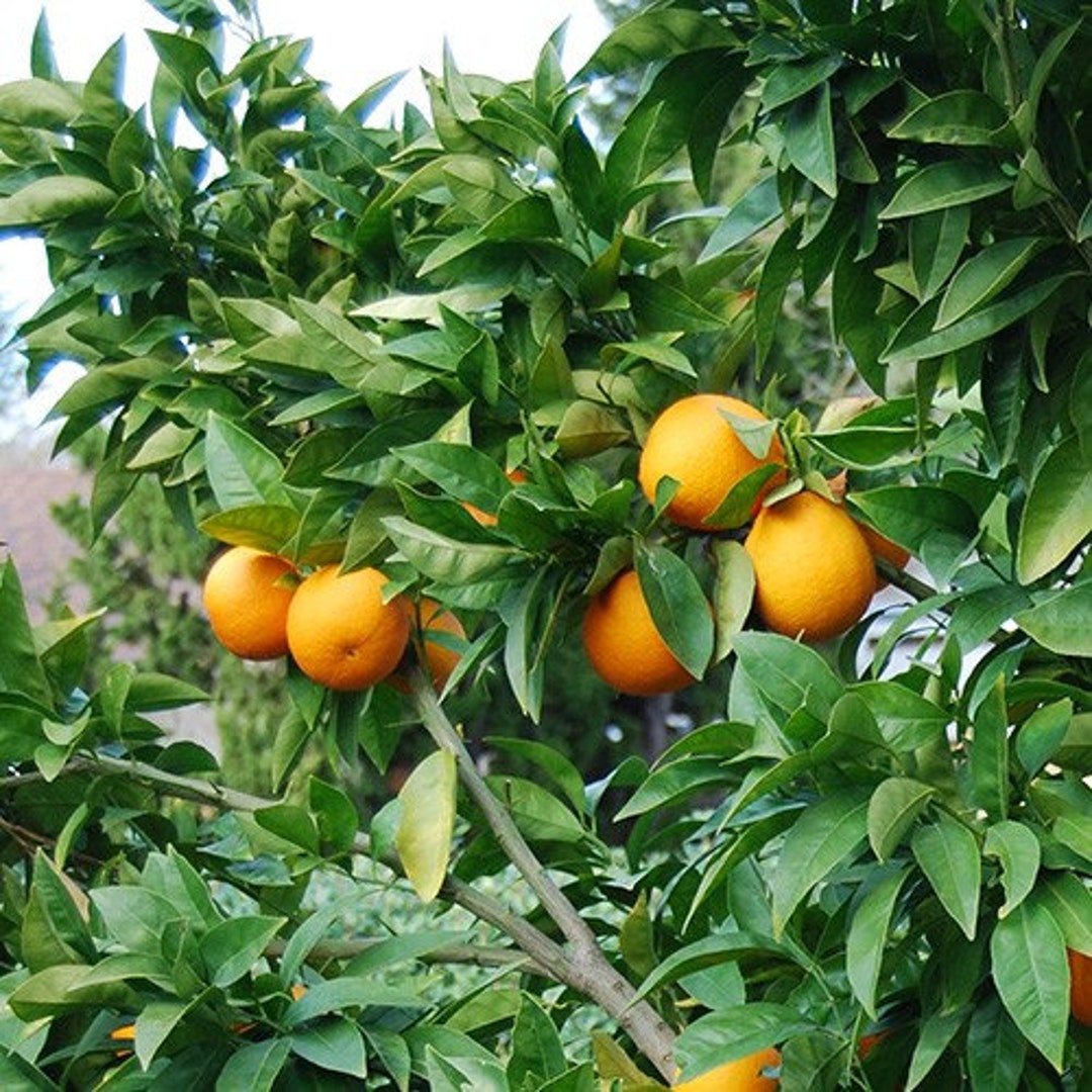 Moro Blood Orange Tree, 3-4 Year Old 3-3.5 Ft, Potted, 3 Year Warranty ...