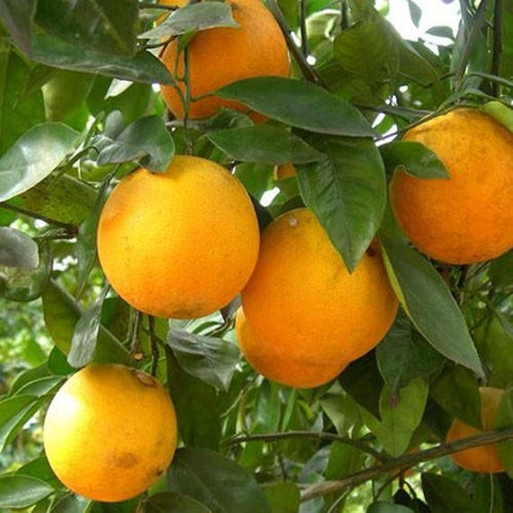 Gardening 2-3 Year Old Clementine Orange Tree in 3 Gallon Pot Plants ...