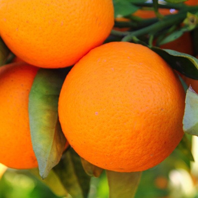 Ruby Sweet Orange Tree 1-2 Year Old 1-2 Ft Potted 3 Year | Etsy