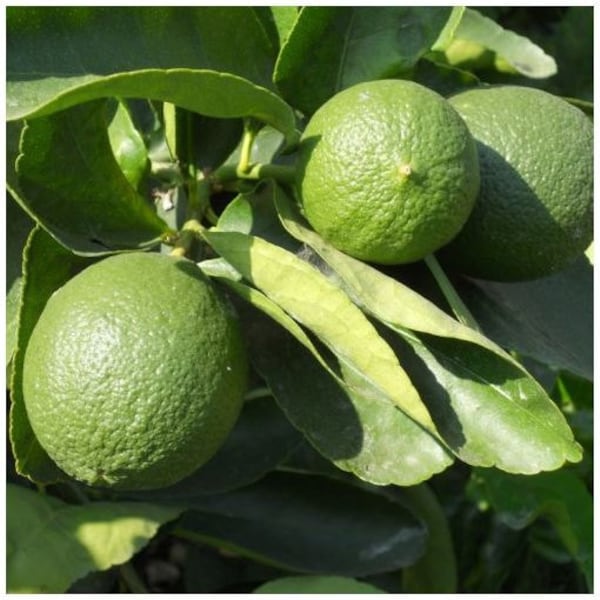 Persian Lime Tree - Etsy