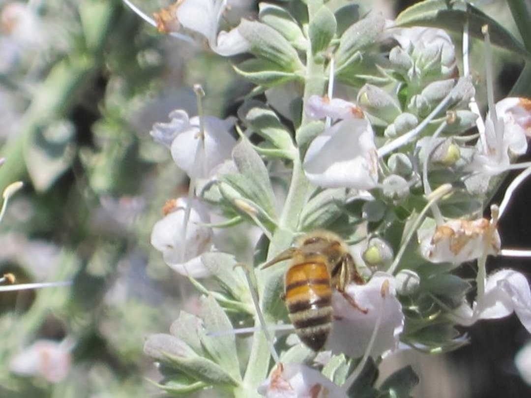 30 Seeds Salvia Apiana White Sage wise Bee the - Etsy