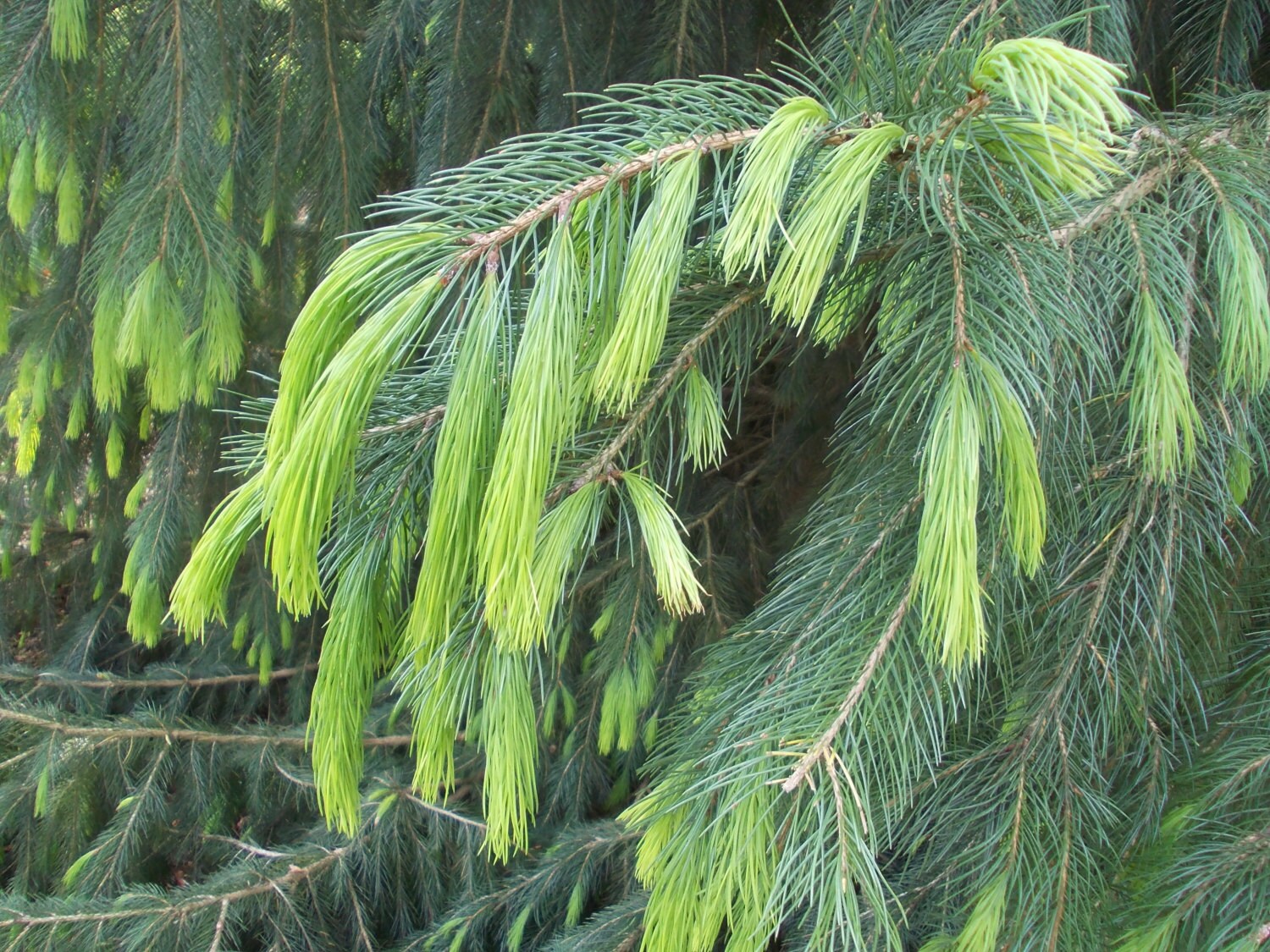 5 à 25 Seeds Smithiana Picea Picea Morinda Spruce Weeping of - Etsy Canada