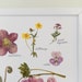April Dawn | Print Artwork of Pressed Spring Flowers | 100% Cotton Rag ...