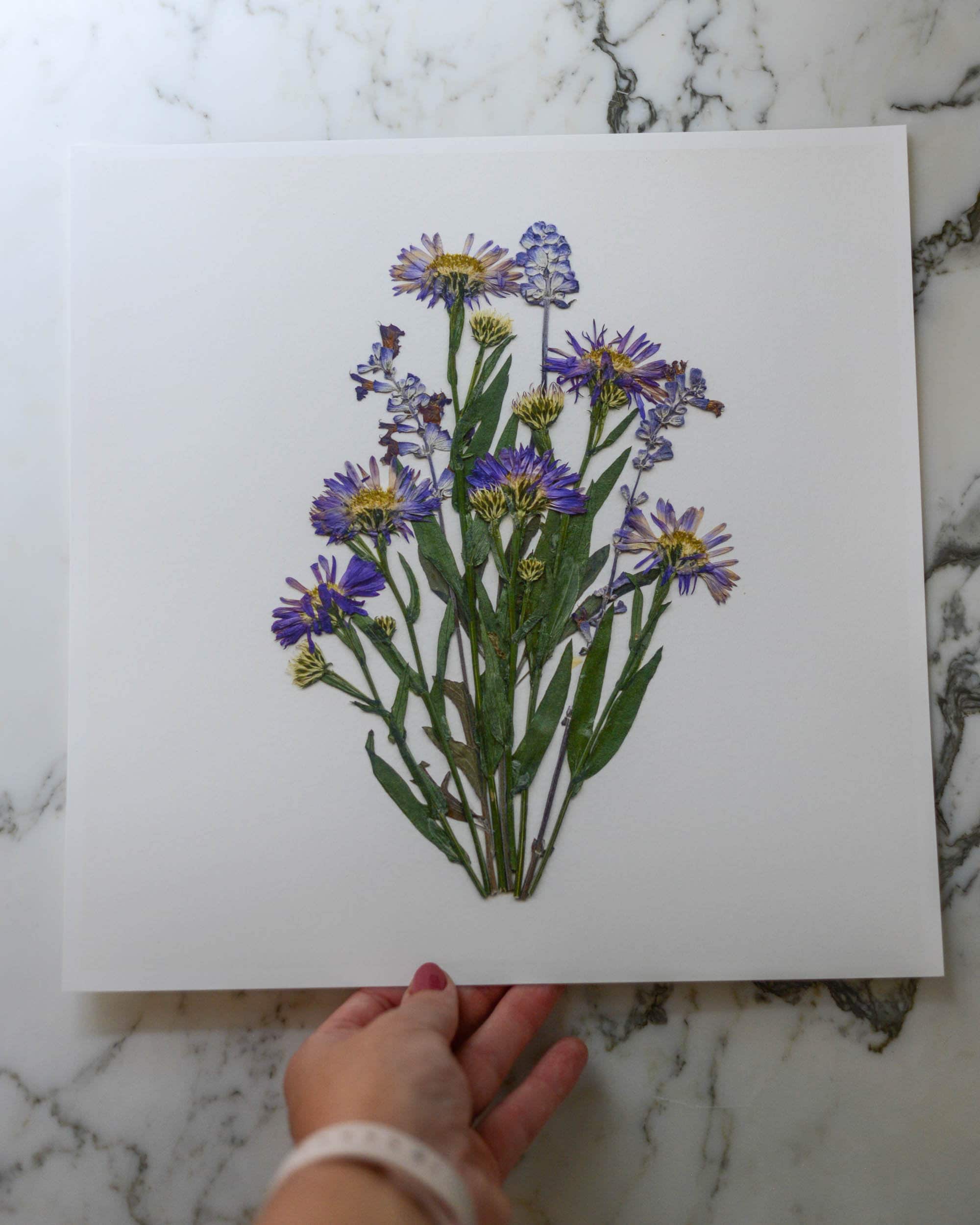 Aster Botanical Drawing