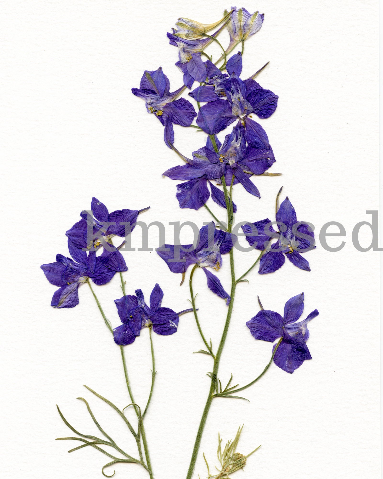 Gallery Of Larkspur Flowers