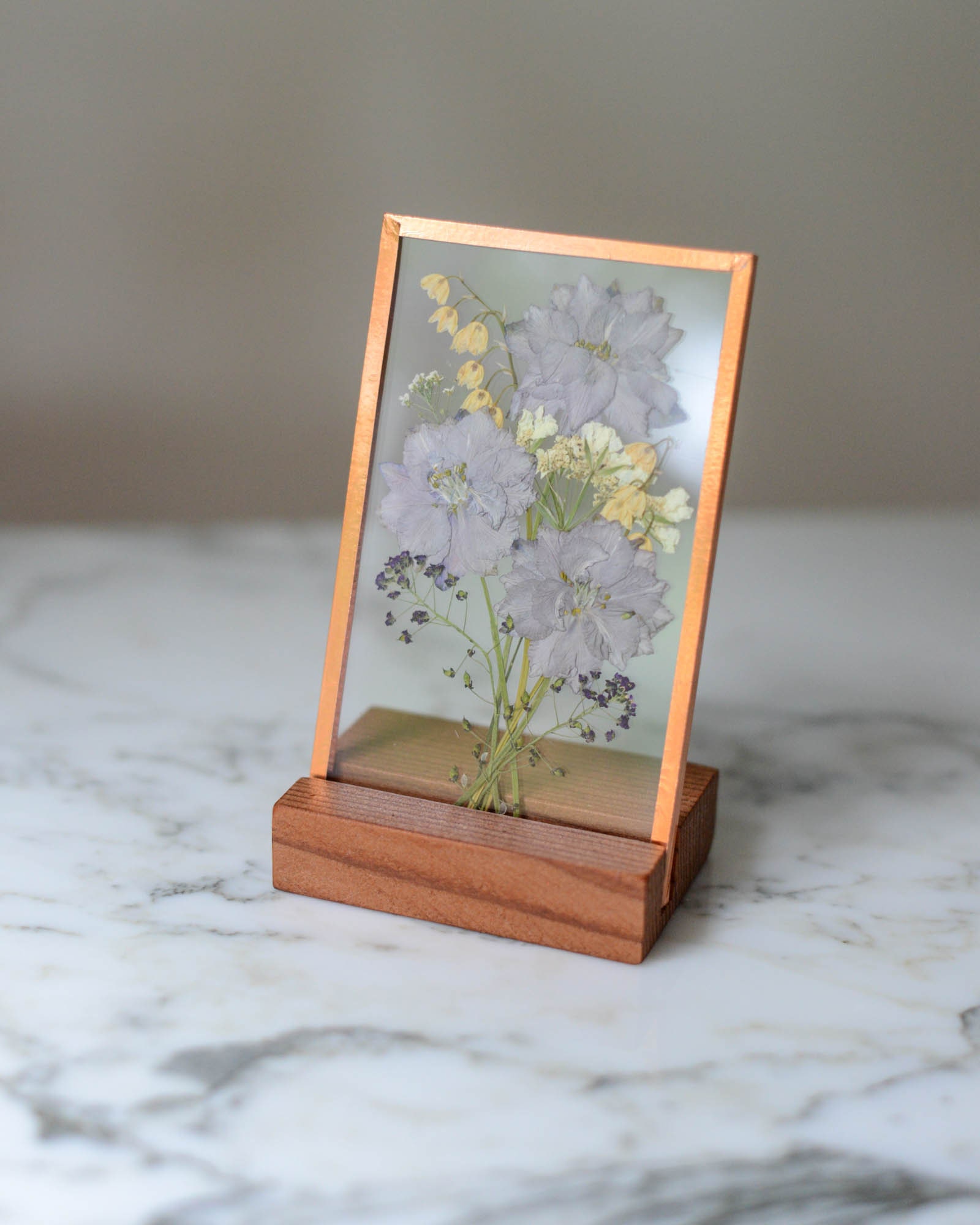 Gallery Of Larkspur Flowers