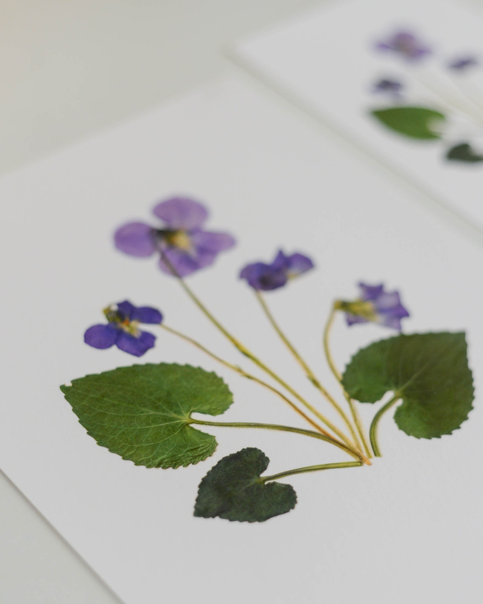Violet / February Print Artwork of Pressed Flowers 100% | Etsy