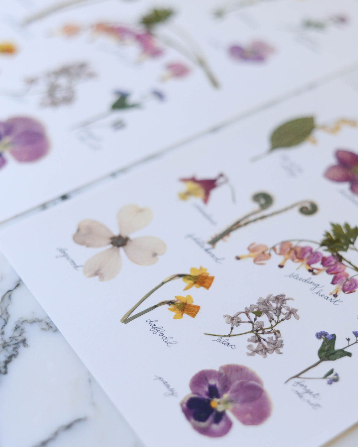 April Dawn Print Artwork of Pressed Spring Flowers 100% - Etsy