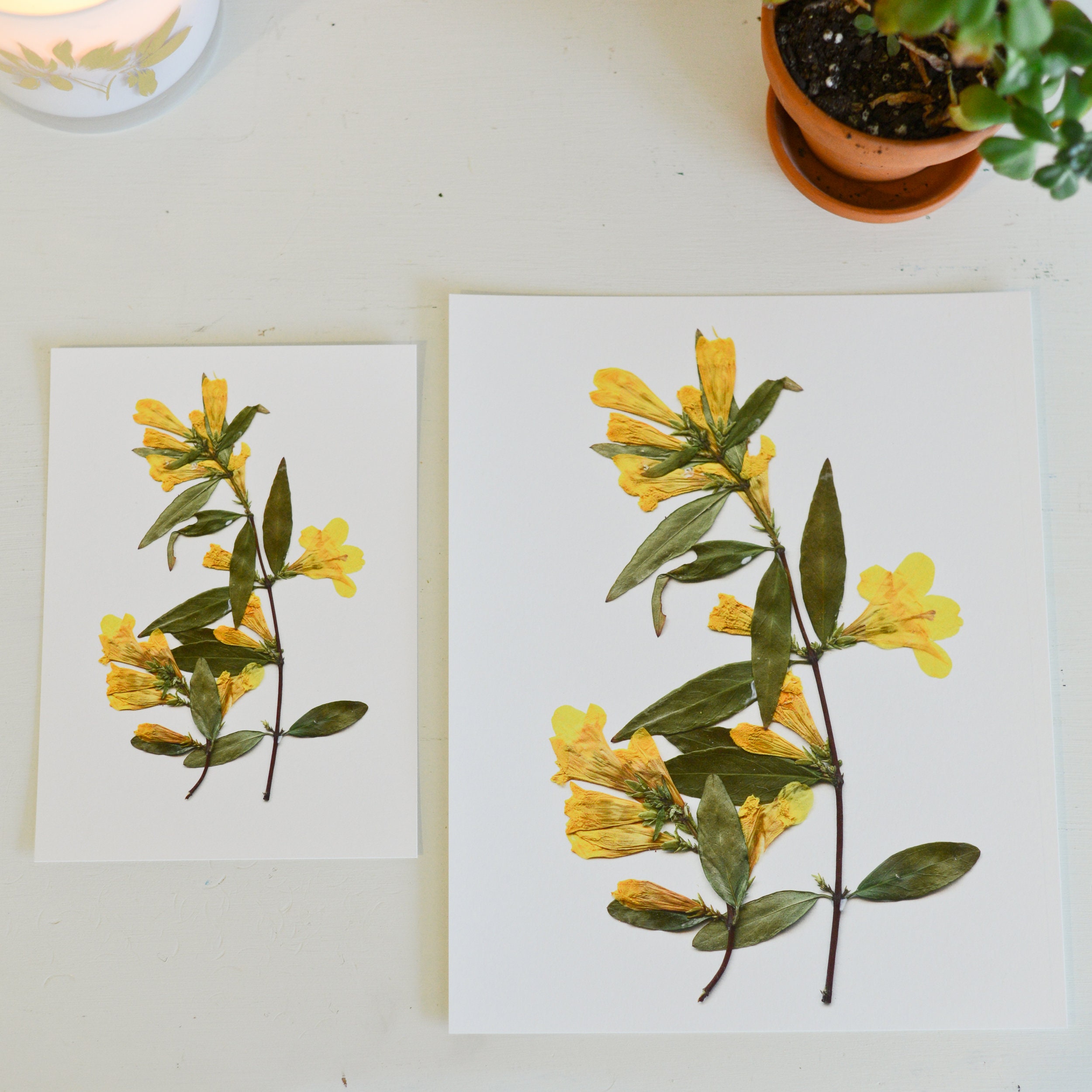 Yellow Jasmine Flower Drawing
