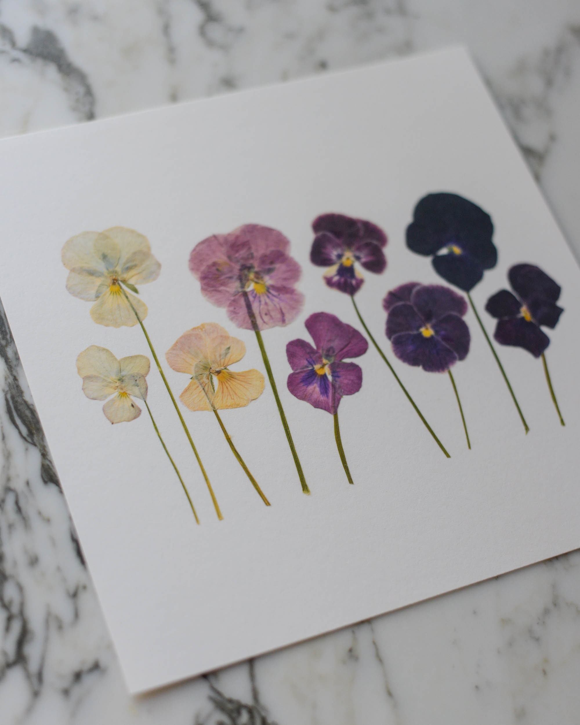 Viola Ombre | Print Artwork of Pressed Flowers | 100% Cotton Rag Paper ...