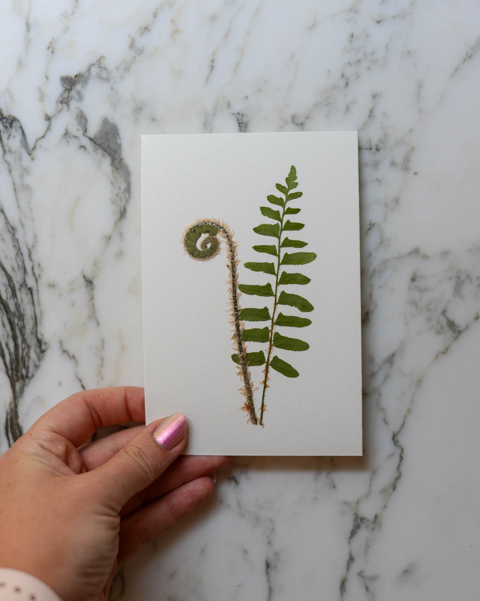 Fiddlehead Fern Drawing