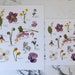 April Dawn | Print Artwork of Pressed Spring Flowers | 100% Cotton Rag ...