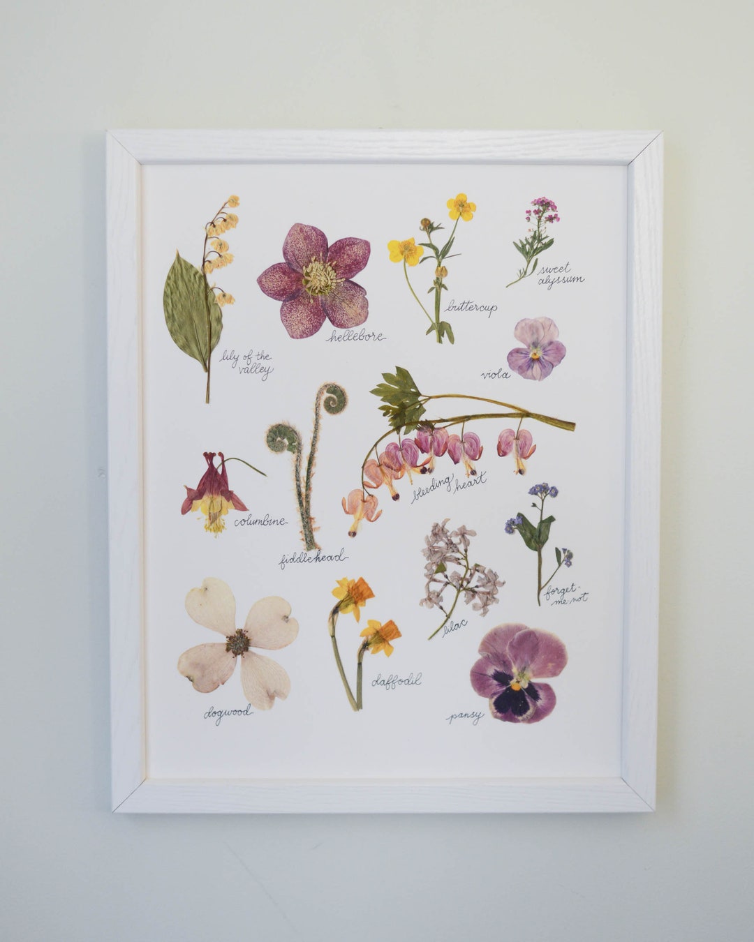 April Dawn | Print Artwork of Pressed Spring Flowers | 100% Cotton Rag ...