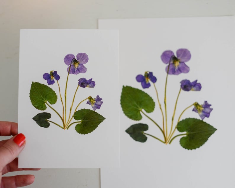 Violet / February Print Artwork of Pressed Flowers 100% | Etsy