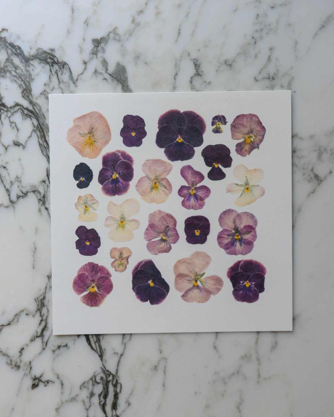 Viola Blooms Print Artwork of Pressed Flowers 100% Cotton Rag Paper ...