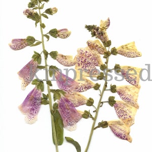 Foxglove Print Reproduction Artwork of Pressed Flowers - Etsy