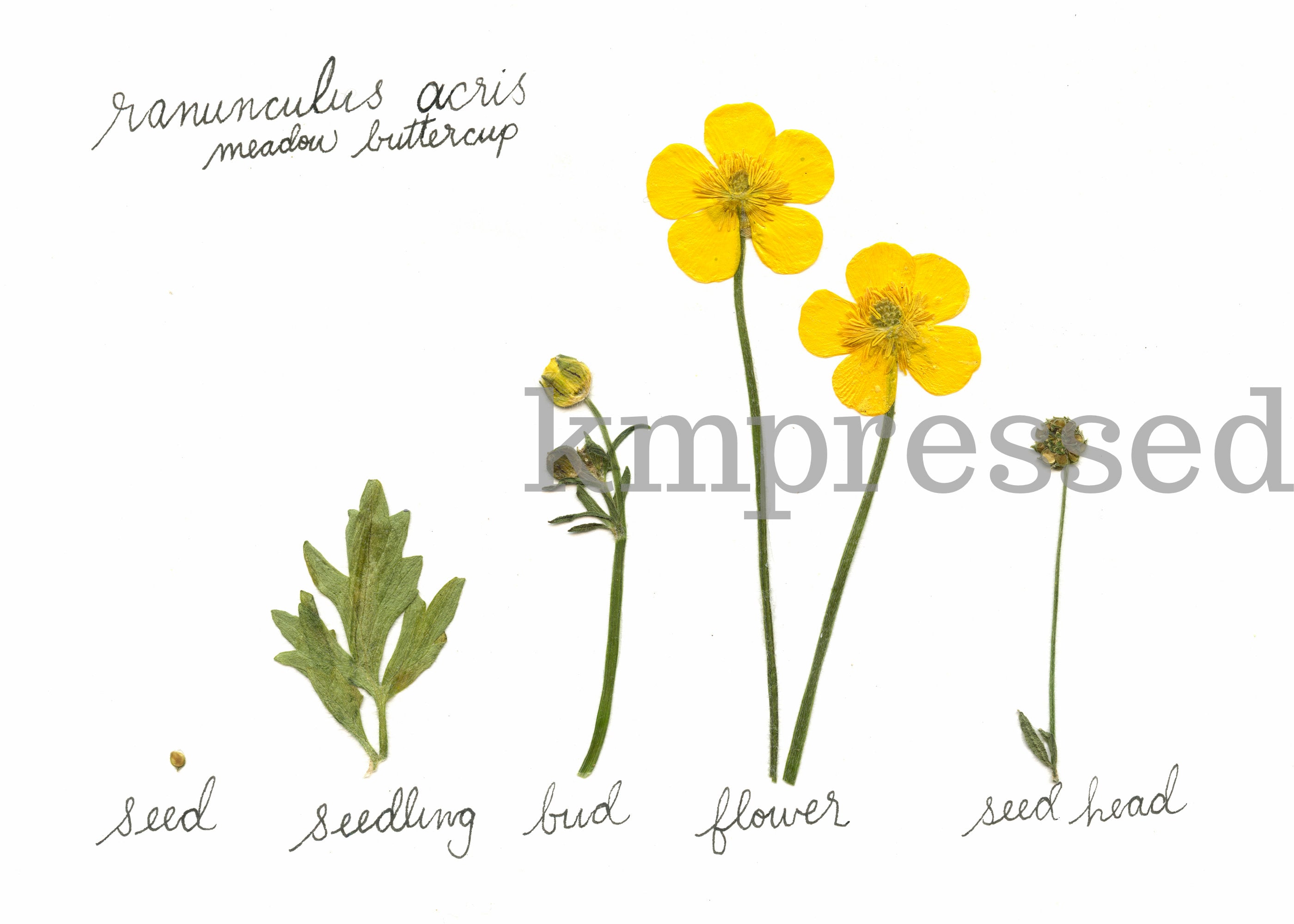 Meadow Buttercup