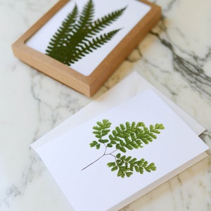 Assorted Ferns | Blank Greeting Cards, Set of Six, With White Linen ...