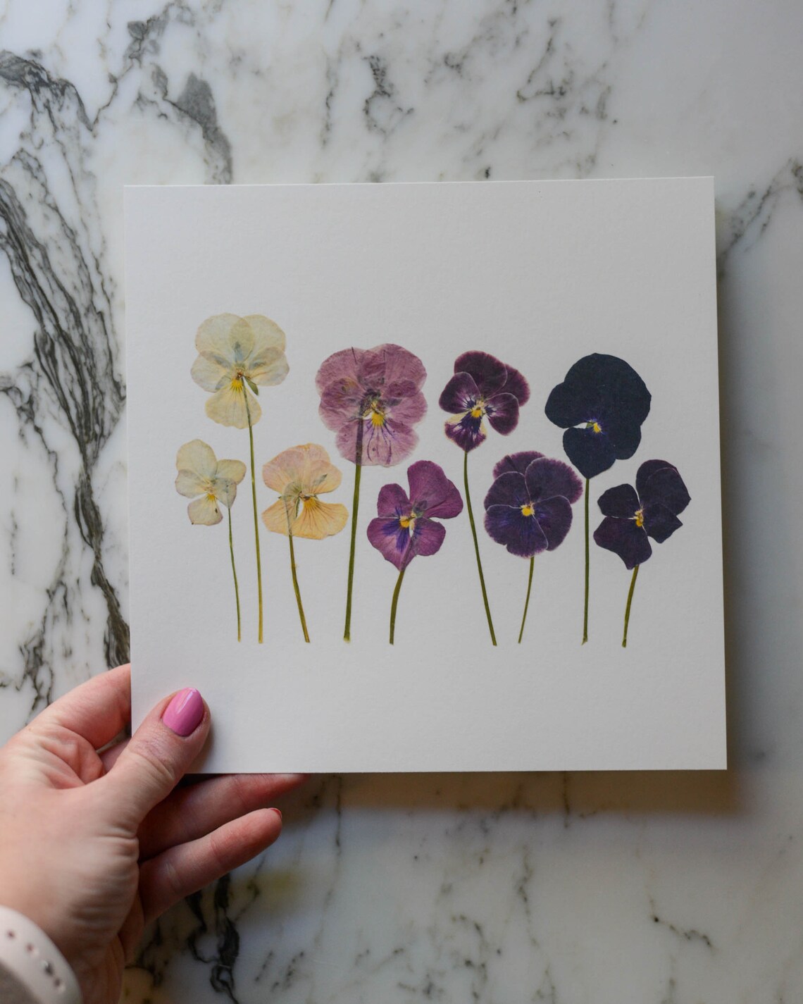 Viola Ombre | Print Artwork of Pressed Flowers | 100% Cotton Rag Paper ...