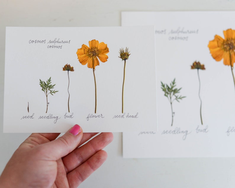 The Lifecycle Collection : Yellow Cosmos | Print Reproduction Artwork ...