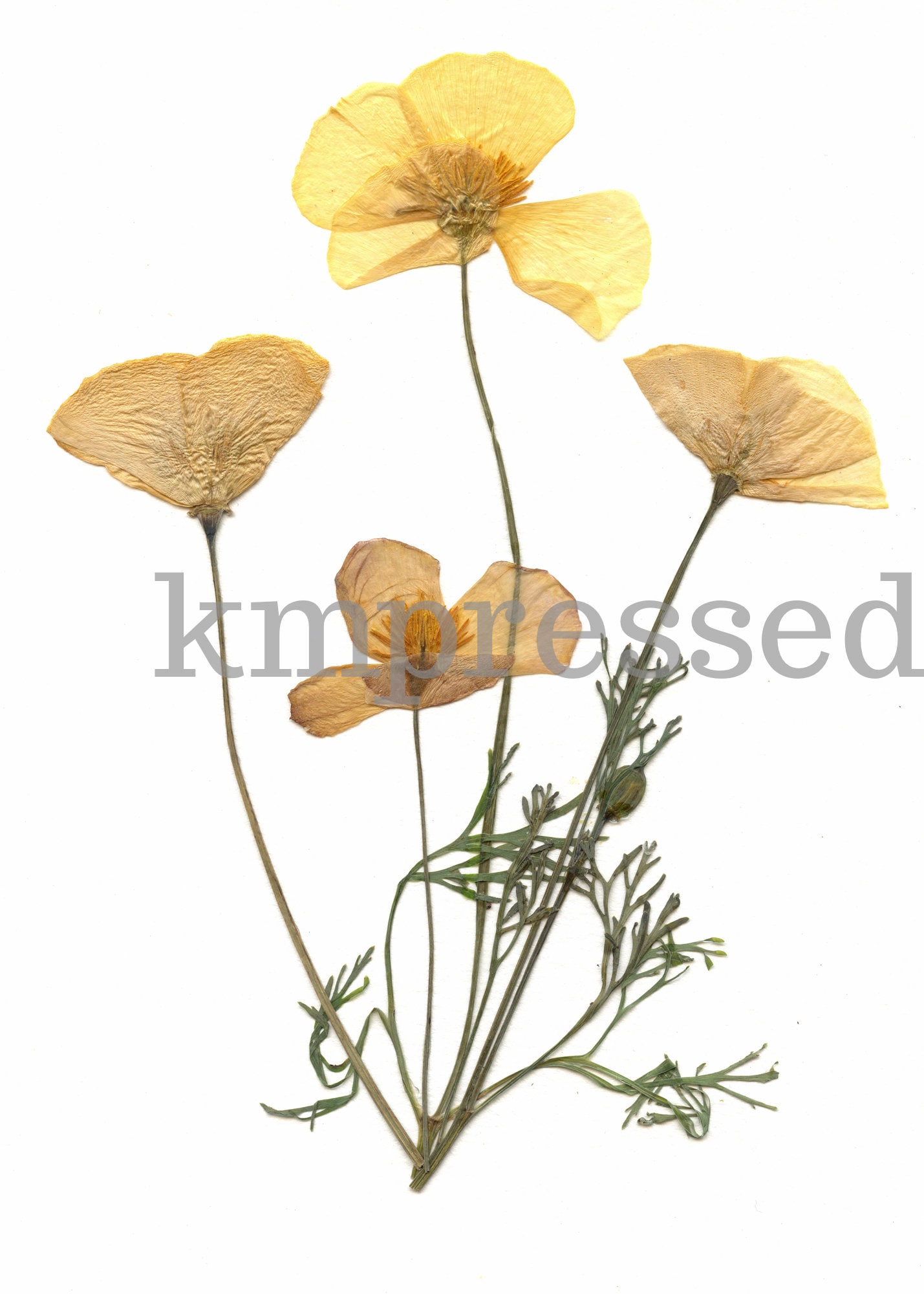 California Poppy, CA State Flower | Print Reproduction Artwork of ...