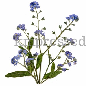 Forget-me-not, Alaska State Flower | Print Reproduction Artwork of ...