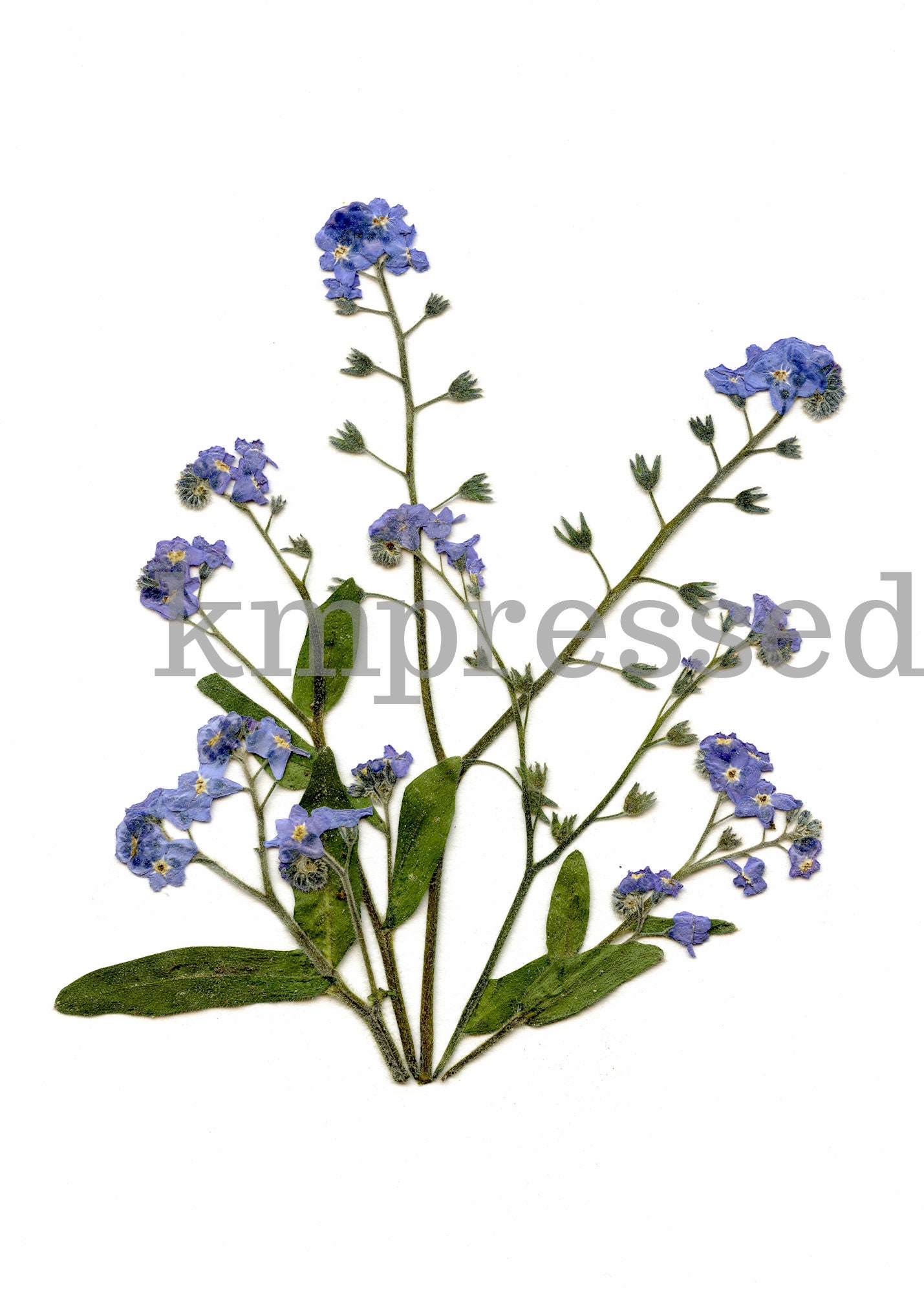 Forget-me-not Alaska State Flower Print Reproduction | Etsy