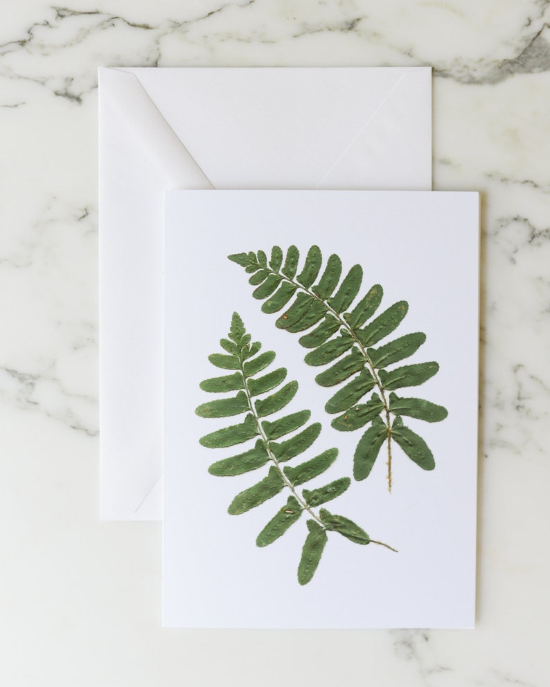 Assorted Ferns Blank Greeting Cards Set of Six With White - Etsy