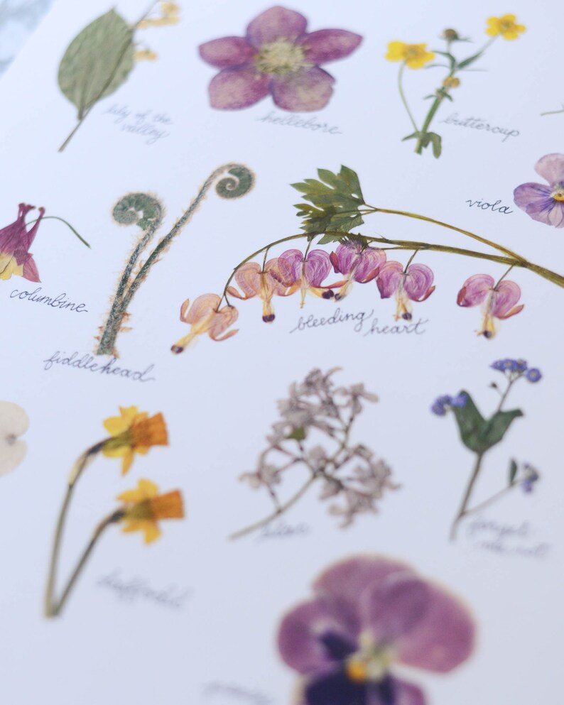 April Dawn Print Artwork of Pressed Spring Flowers 100% - Etsy