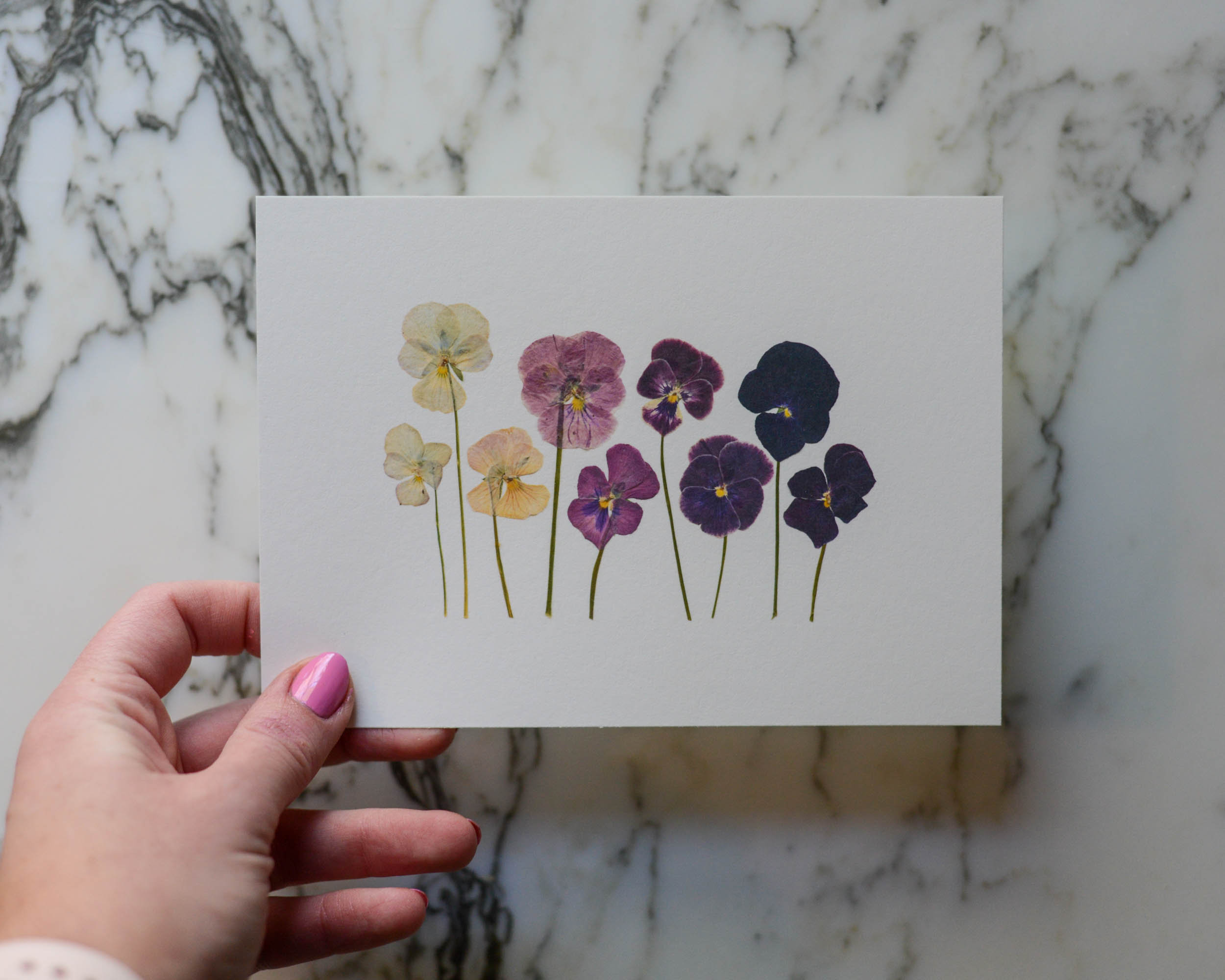 Viola Ombre | Print Artwork of Pressed Flowers | 100% Cotton Rag Paper ...