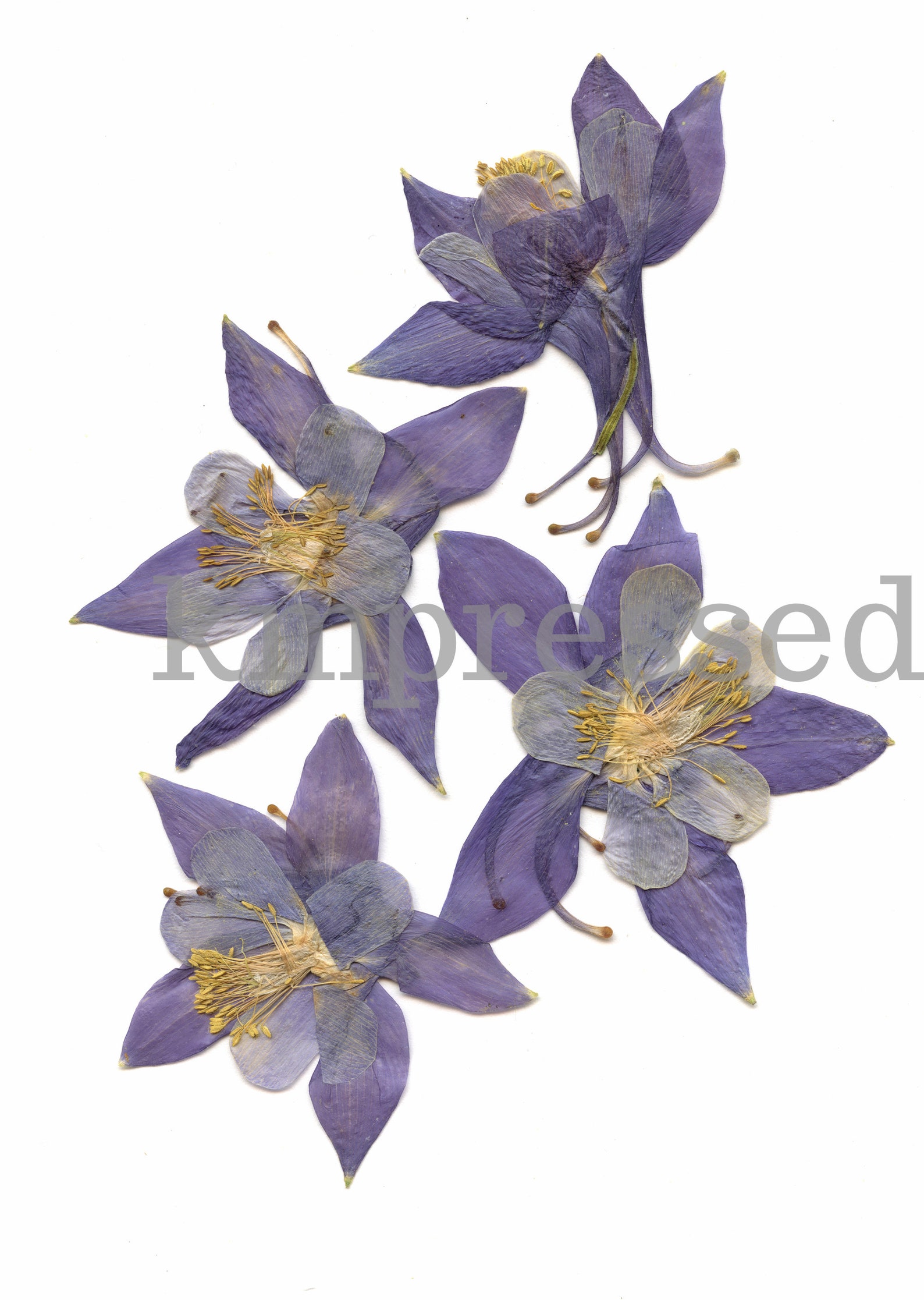 Columbine, Colorado State Flower | Print Reproduction Artwork of ...