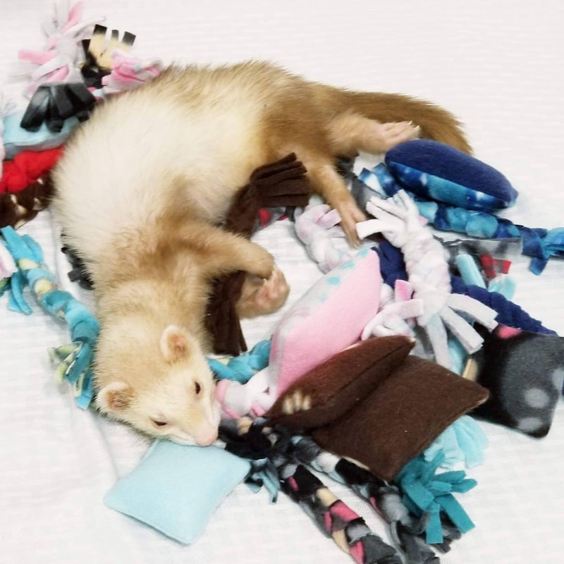 Ferret Toys - Etsy