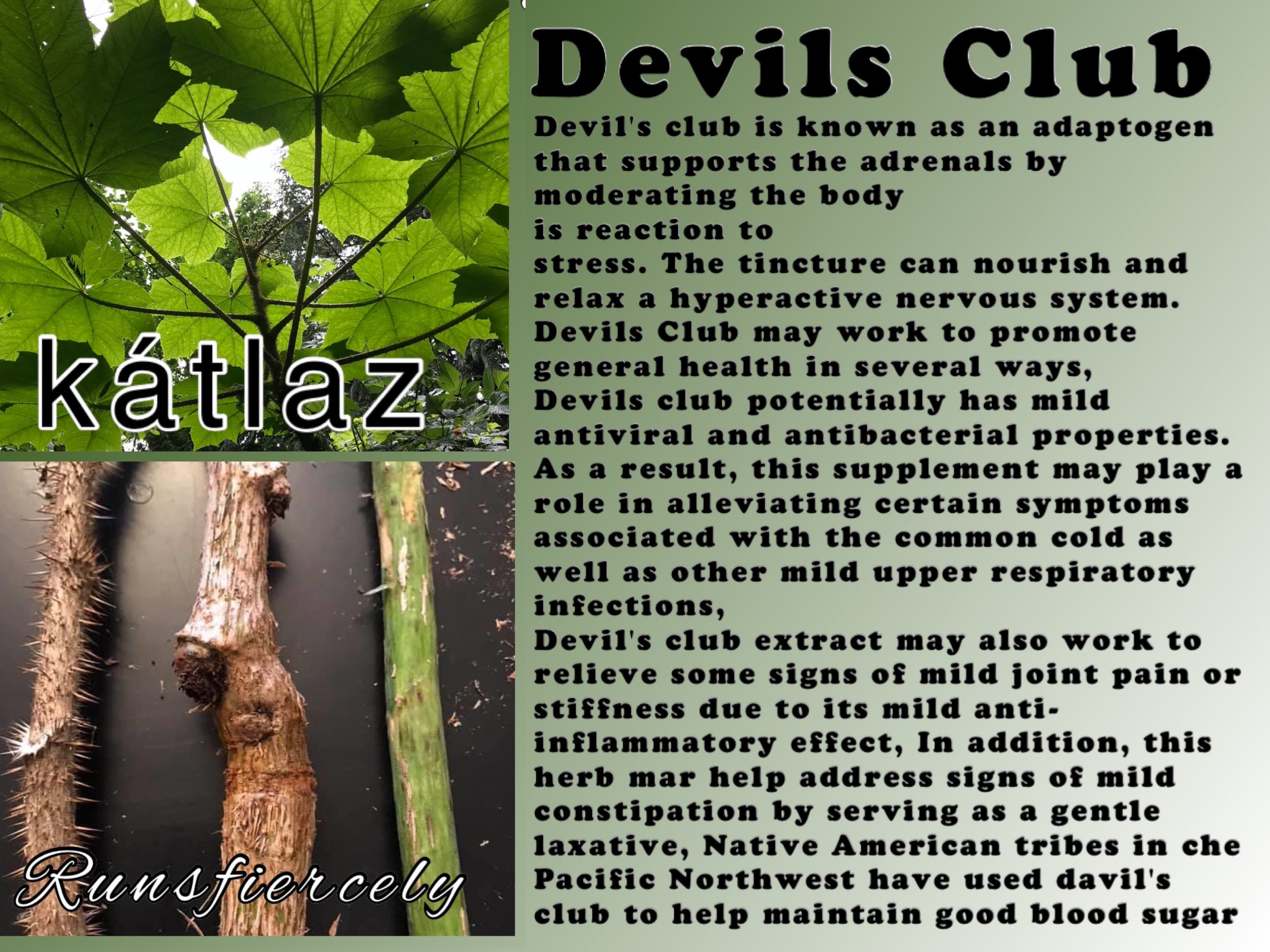 PNW Foraging Flashcards - Etsy