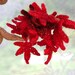 Japanese Red Maple Bonsai in Crochet - Pattern Only - Etsy