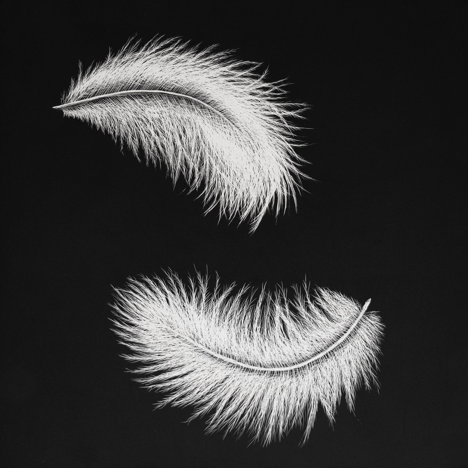 Feathers of a Dove, Print of My Handmade Scratchboard Black and White ...