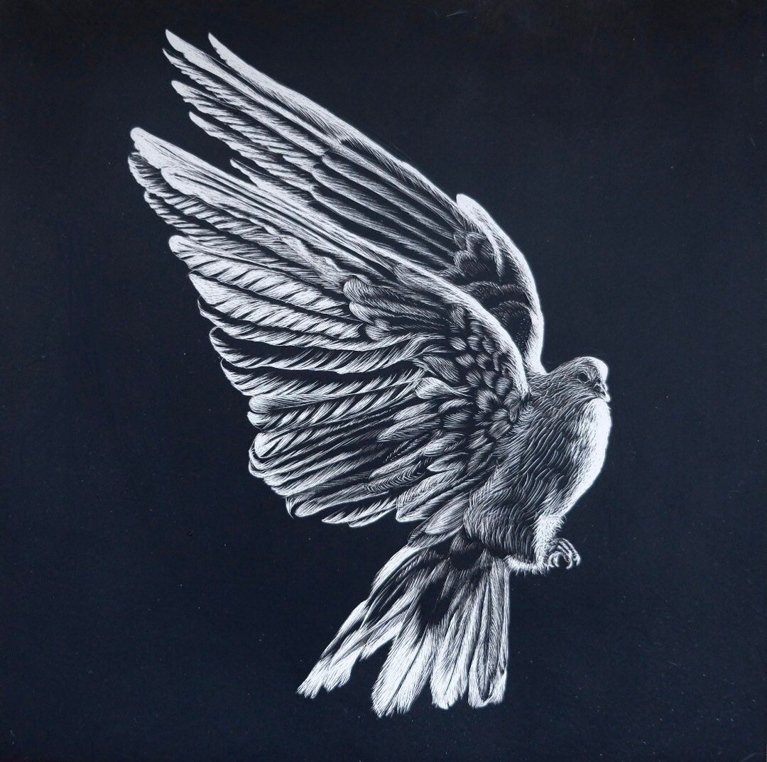 Dove Side View, Print of Handmade Scratchboard Black and White, 9x9in ...