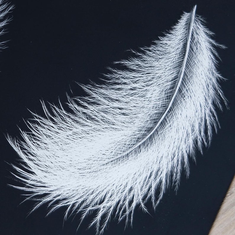 Feathers of a Dove, Print of My Handmade Scratchboard Black and White ...