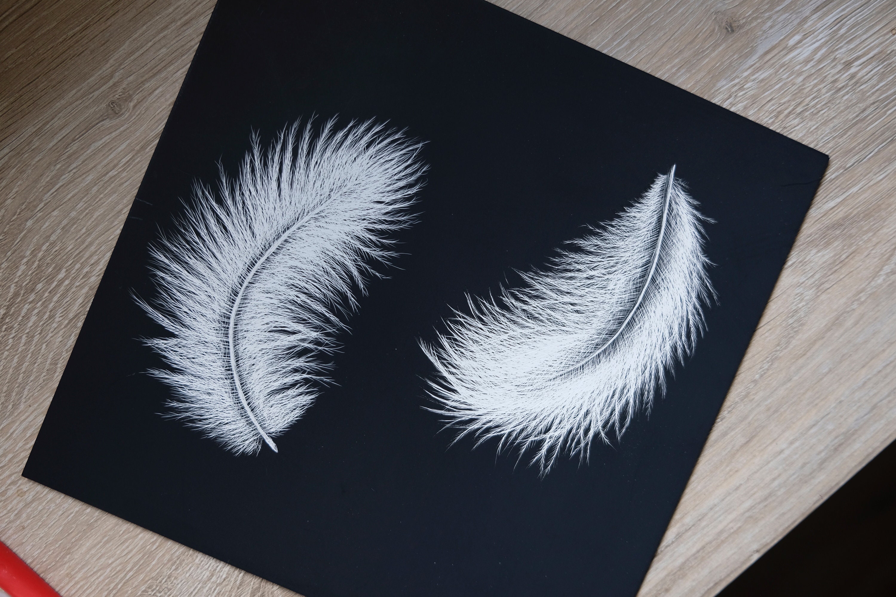 Feathers of a Dove, Print of My Handmade Scratchboard Black and White ...