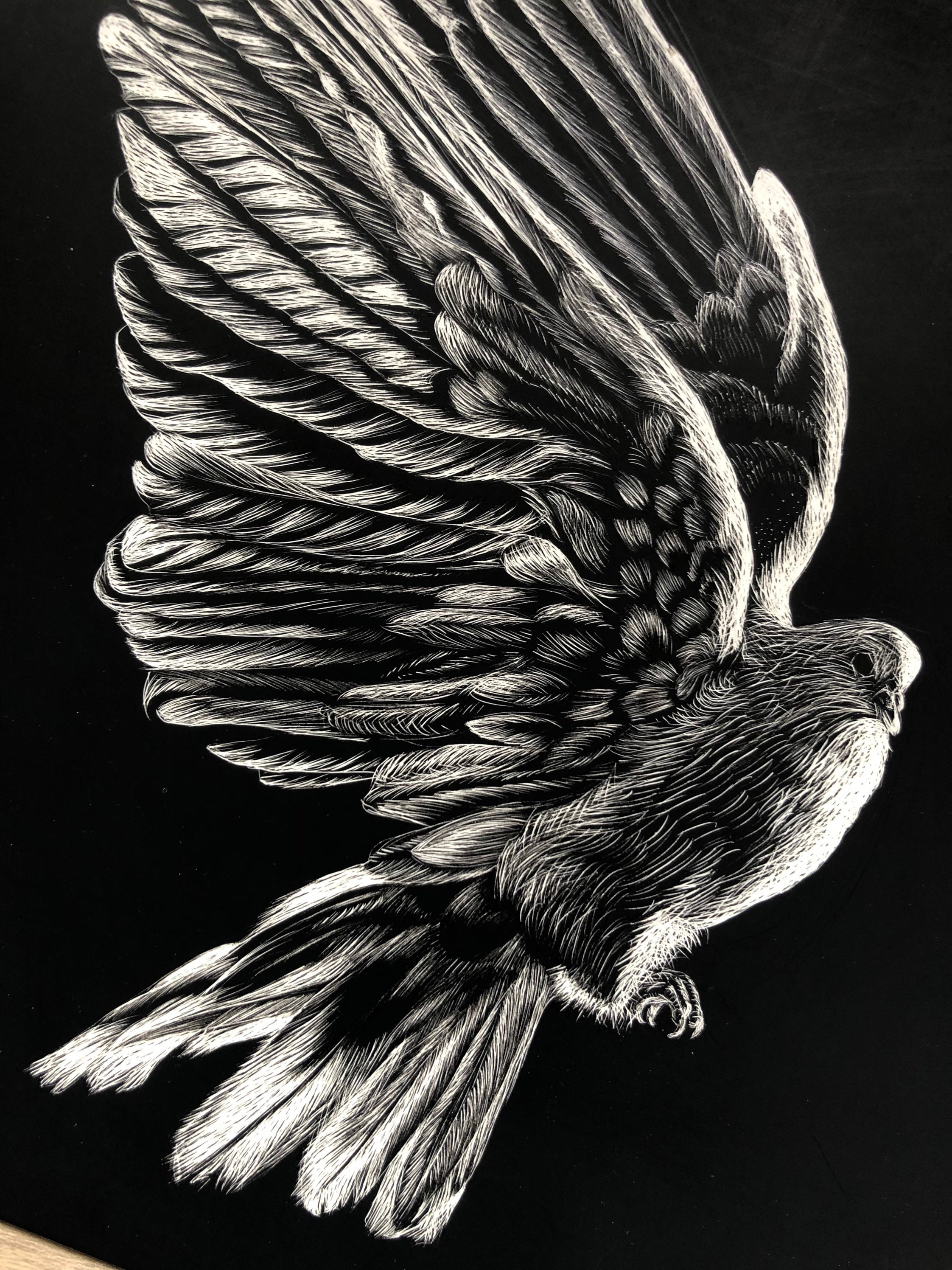Dove Side View, Print of Handmade Scratchboard Black and White, 9x9in ...