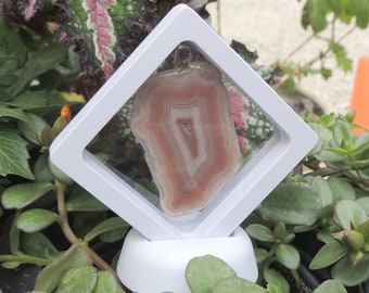 Fossils Display Box | Etsy