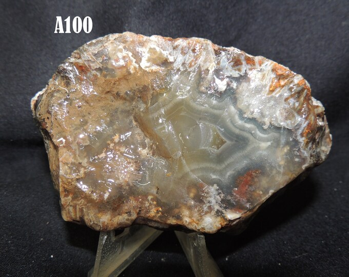 PURE Agate Fortification! Polished Petrified FERN Fossil Wyoming 318gr ...
