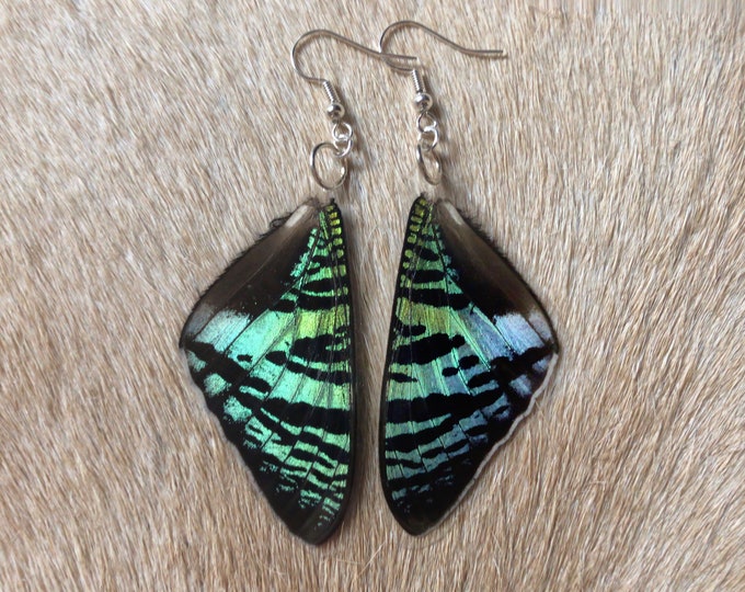 Real LAMINATED Butterfly Wings / Sunset Moth / Specimen Jewelry ...