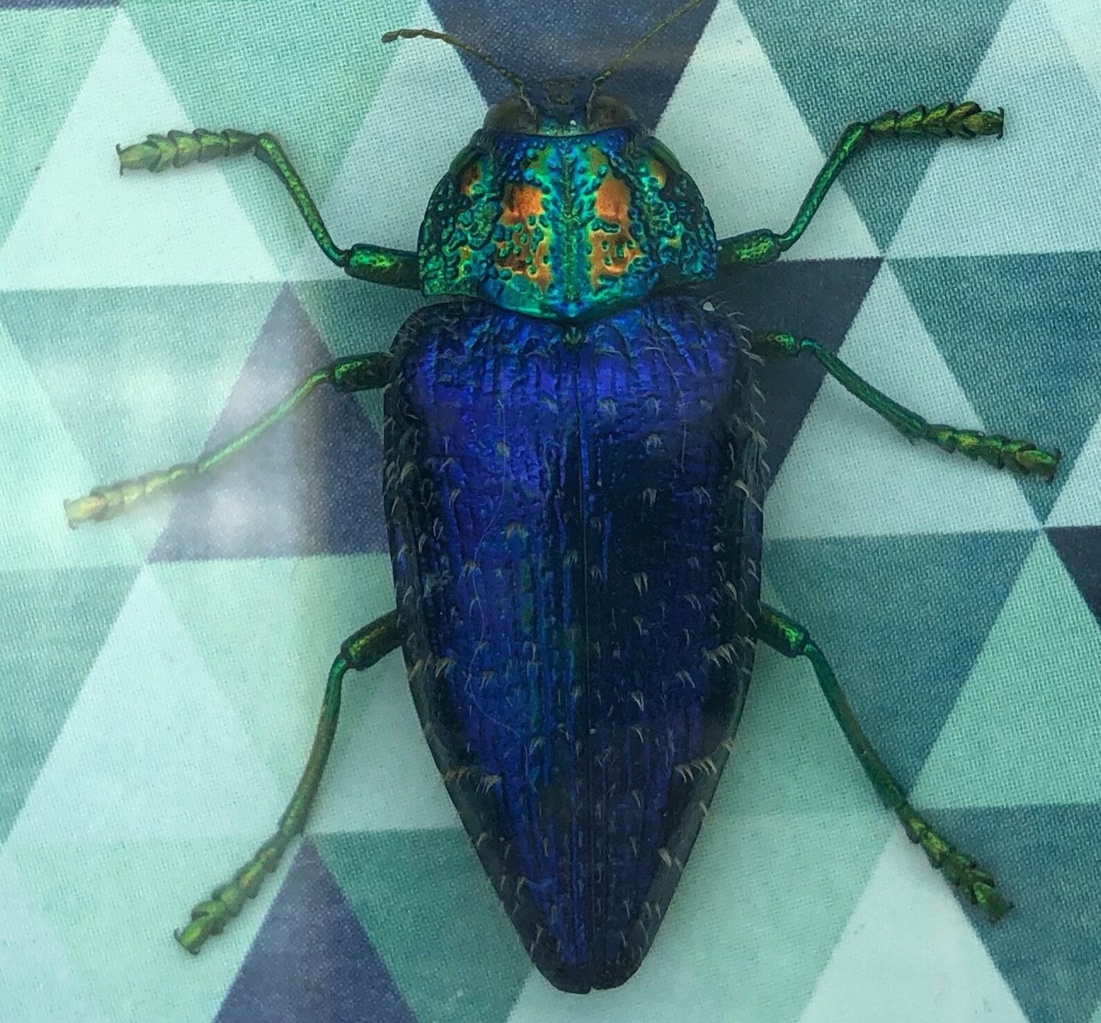 Rainbow Jewel Beetle / Insect Display / Entomology Frame / - Etsy France