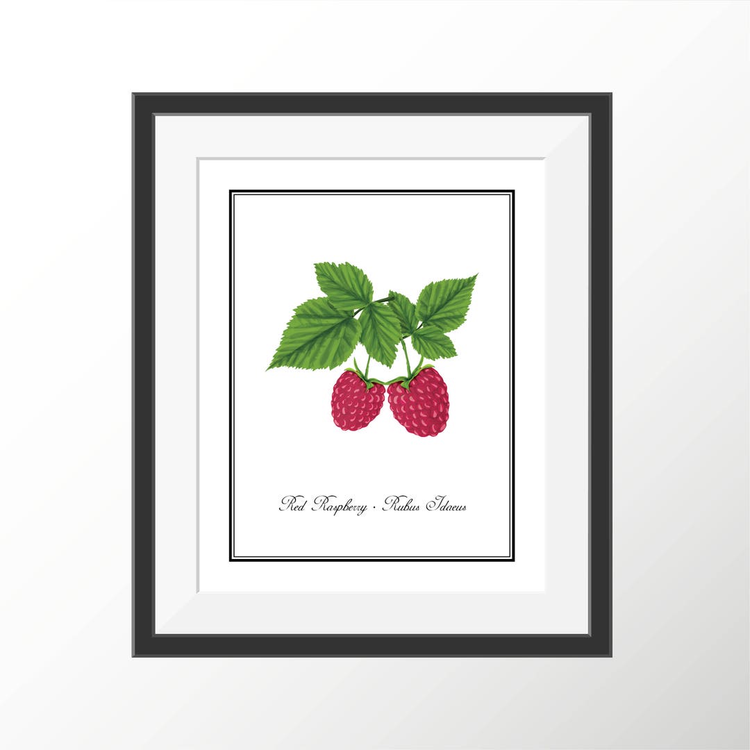 Red Raspberry Raspberries Botanical Prints Art Kitchen Prints Art Decor ...