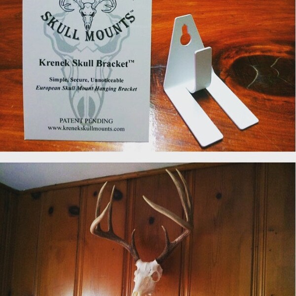 Bear Skull Mount - Etsy