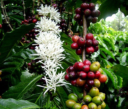 Coffee Arabian Coffea Arabica Nana 50 Seeds - Etsy