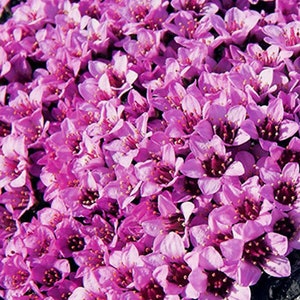 Saxifraga Seeds - Etsy